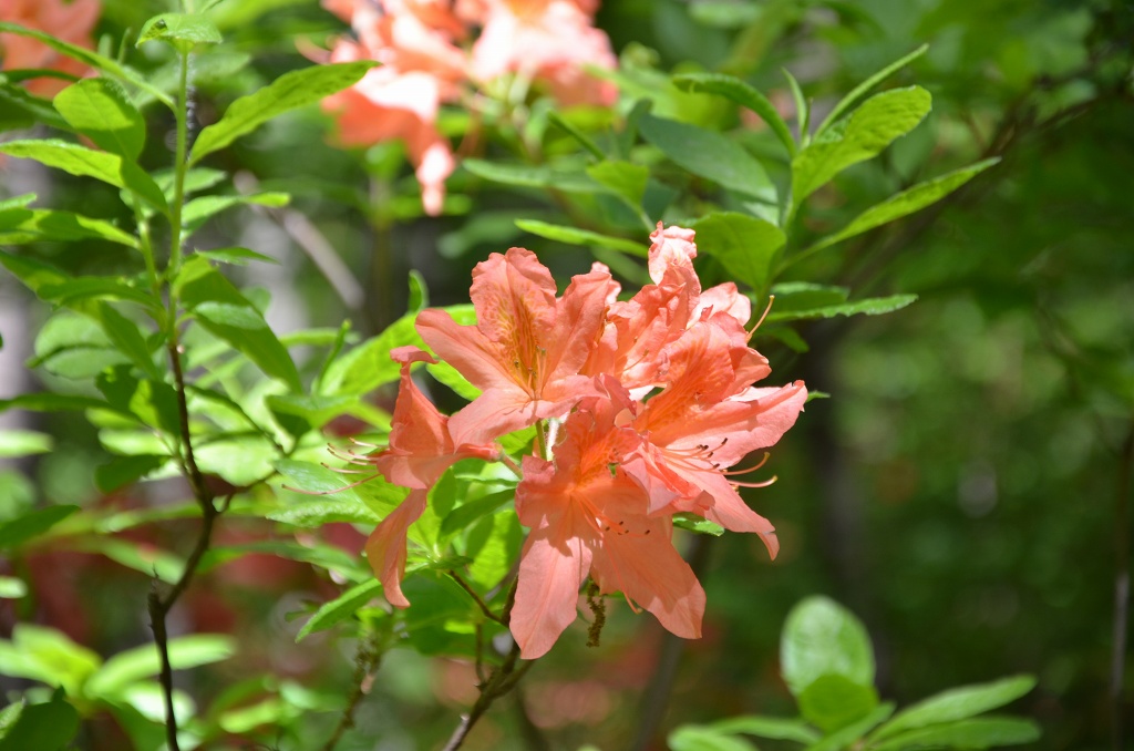 国営アルプスあづみの公園｜大町・松川地区