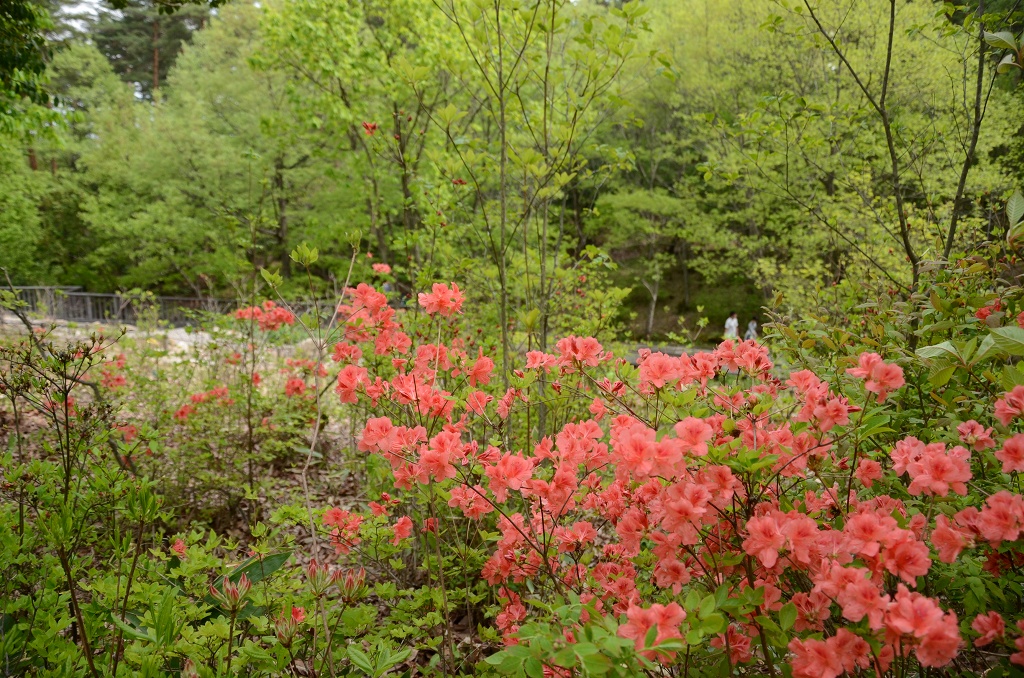 国営アルプスあづみの公園｜大町・松川地区