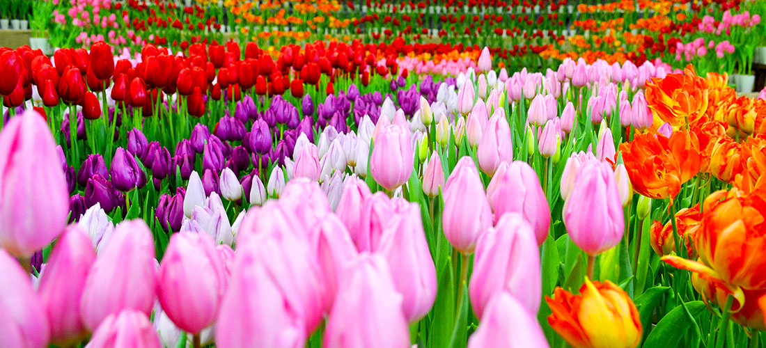 ALPS AZUMINO NATIONAL GOVERNMENT PARK